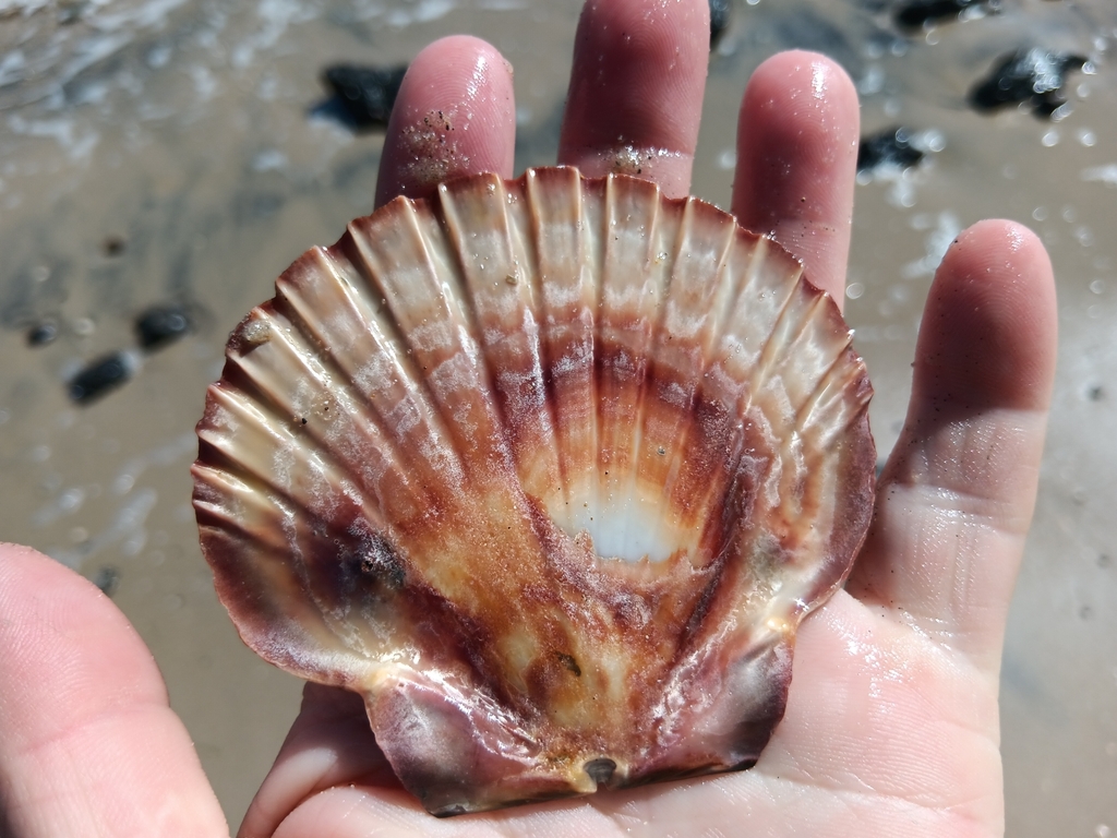 Commercial Scallop from 3, Elwood Park & Elwood Foreshore Reserve ...
