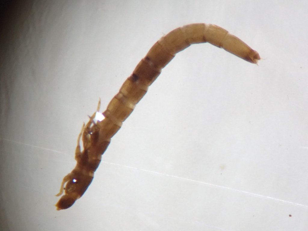 Riffle Beetles from Lewis Pass, New Zealand on January 28, 2025 at 03: ...