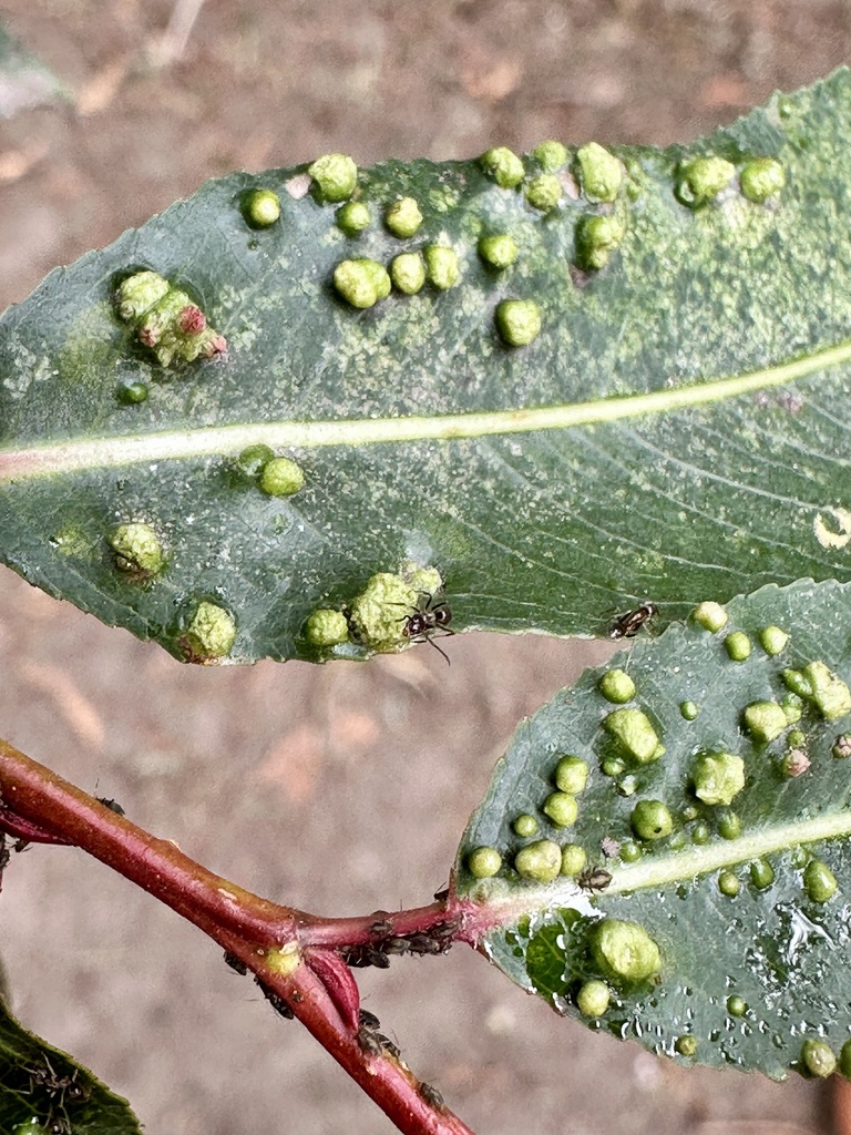 Willow Bead Gall Mite from Vivero Coyoacán, Coyoacán, CDMX, MX on ...