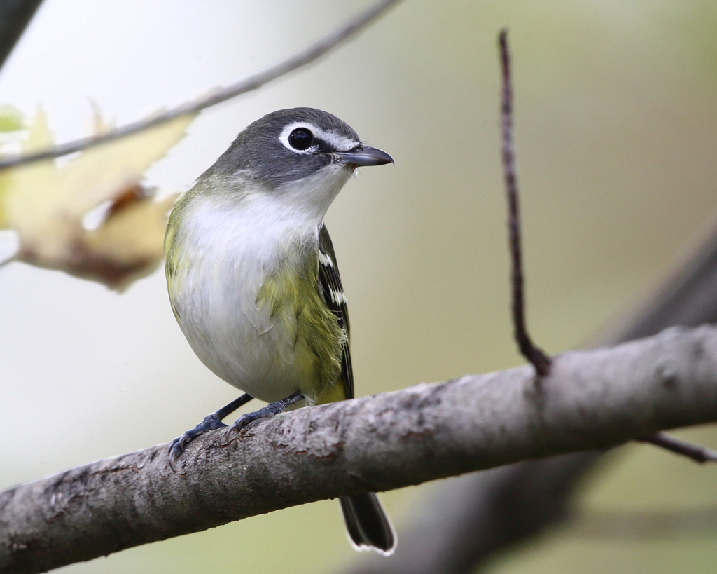 Blue-headed Vireo (Vireo solitarius) (Wildlife of the United States ...