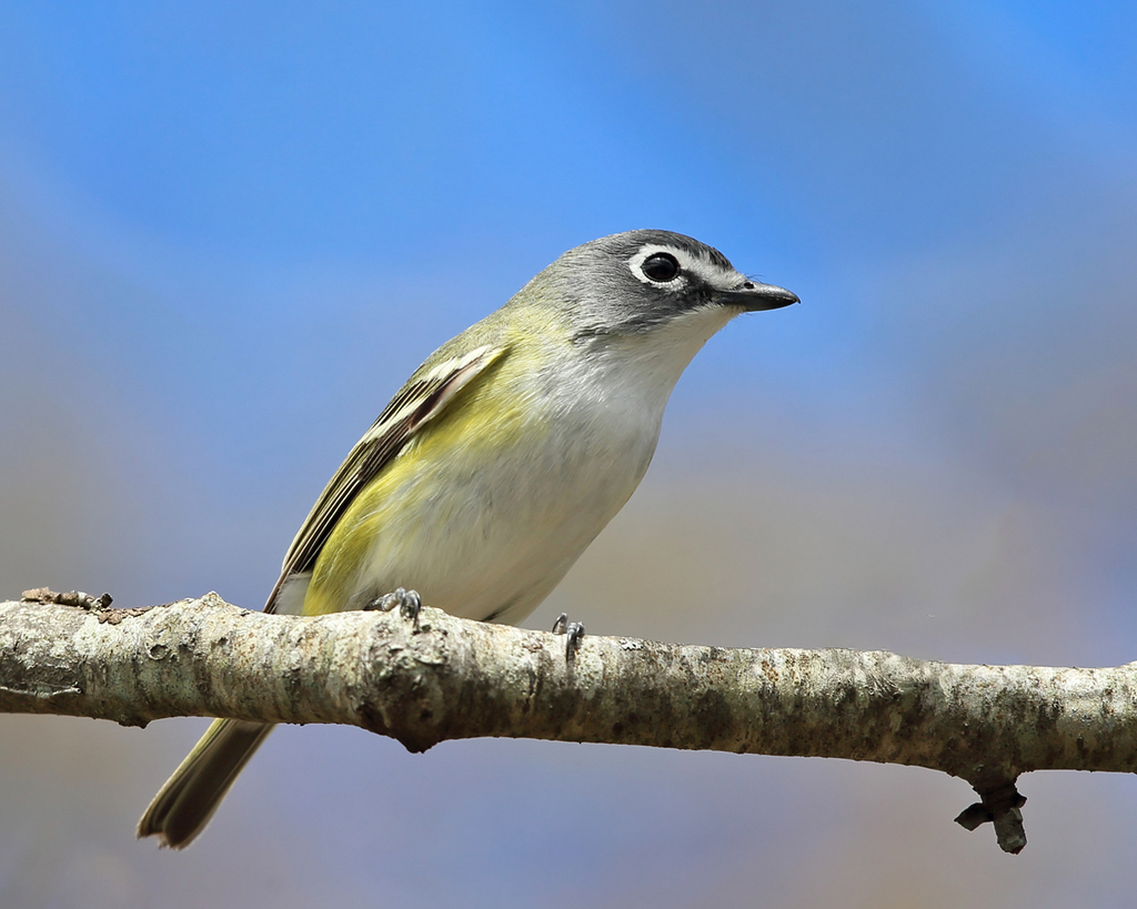 Blue-headed Vireo (Vireo solitarius) (Wildlife of the United States ...