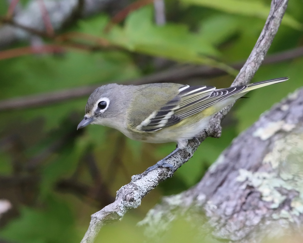Blue-headed Vireo (Vireo solitarius) (Wildlife of the United States ...