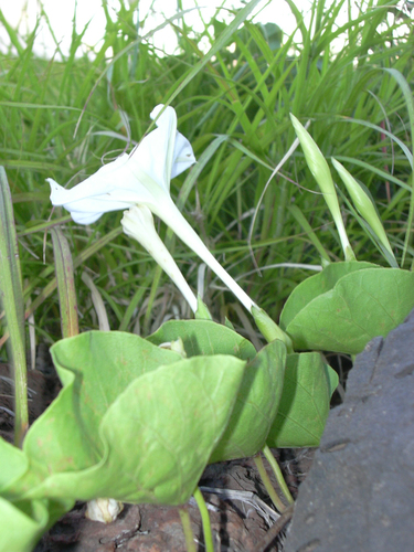 Hawaiian Moon Flower (Ipomoea tuboides) · iNaturalist