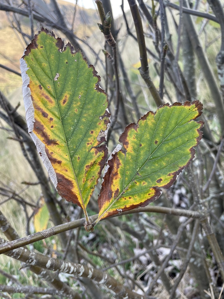 Maleae from Holyrood Park, Edinburgh, Scotland, GB on November 5, 2024 ...