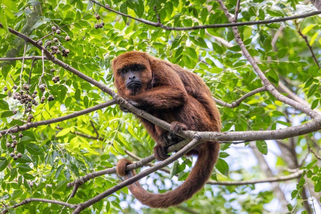 Brown Howler Monkey from Vila Santo Henrique, São Paulo - State of São ...