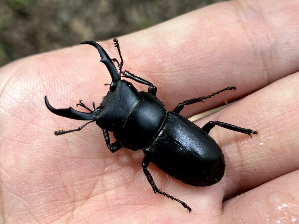 Dorcus rectus rectus from 日本、〒438-0016 静岡県磐田市岩井 on July 17, 2024 at 03: ...