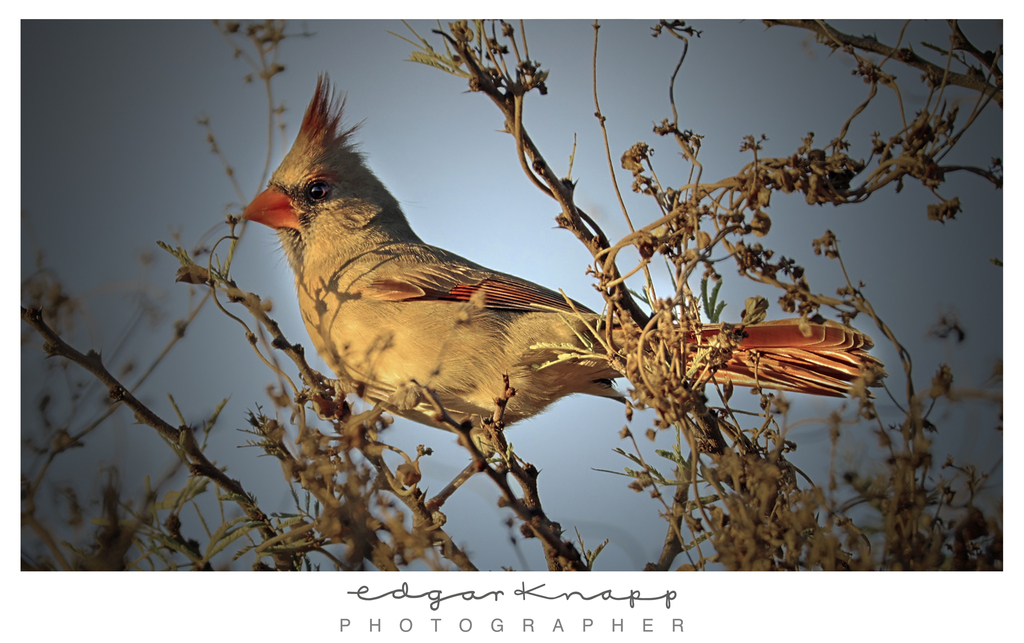 Typical Cardinals from San Miguel de Allende, Gto., México on January ...