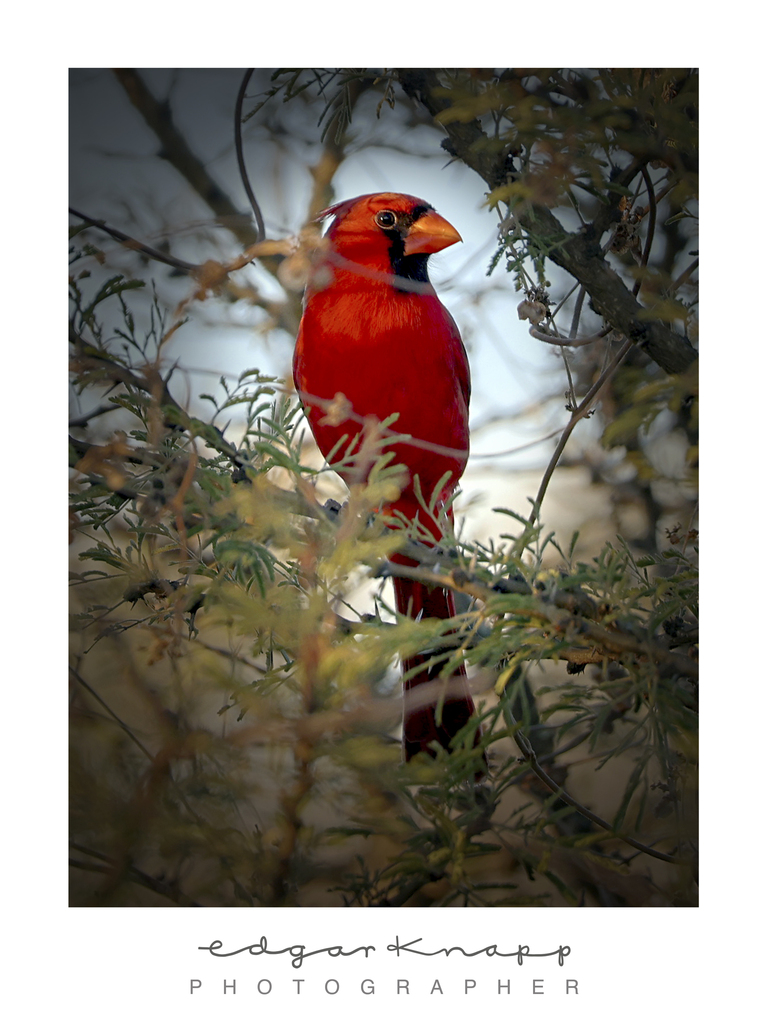 Northern Cardinal from San Miguel de Allende, Gto., México on January ...