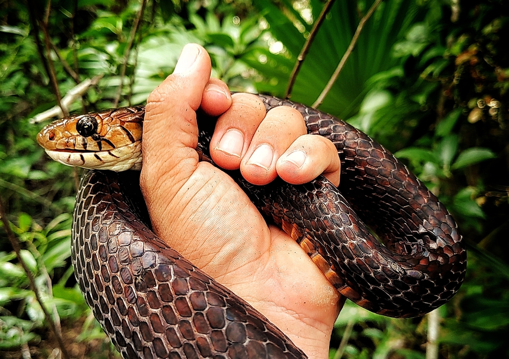Central American Indigo Snake from Sin Nombre, Cancún, Q.R., México on ...
