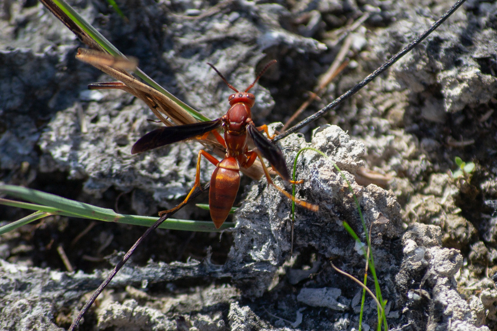 Fine-backed Red Paper Wasp from Miami-Dade County, FL, USA on February ...