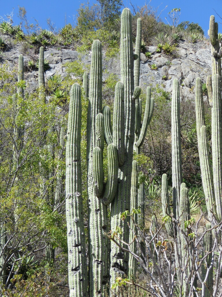 Cephalocereus tetetzo from San Lorenzo Albarradas, Oax., México on ...
