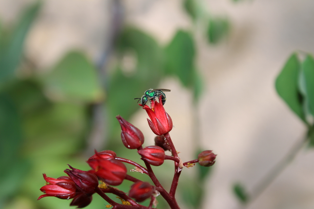 Aztec Sweat Bee from 20 de Noviembre II, Durango, Dgo., México on ...