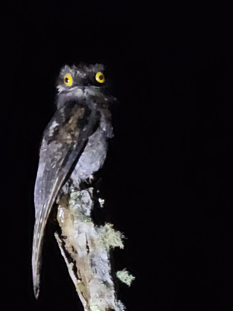 Common Potoo from Gutiérrez Braun, Provincia de Puntarenas, Coto Brus ...