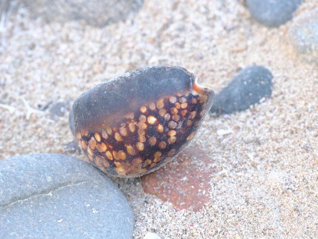 Humpback Cowry from e3 on January 27, 2025 at 03:45 PM by Nick Helme ...