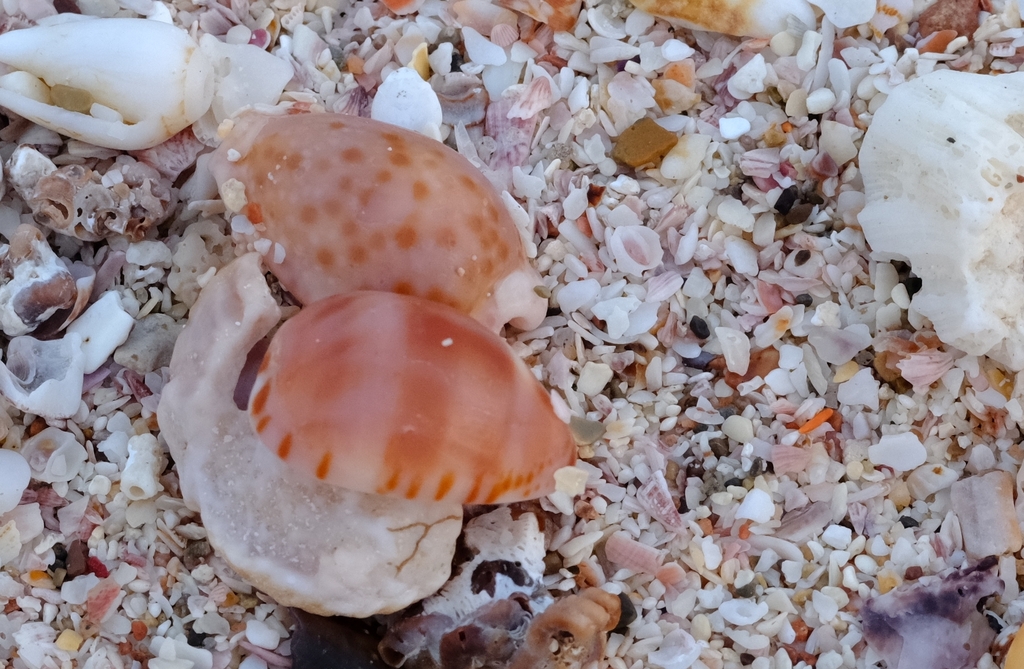 Naria marginalis from e3 on January 27, 2025 at 03:51 PM by Nick Helme ...