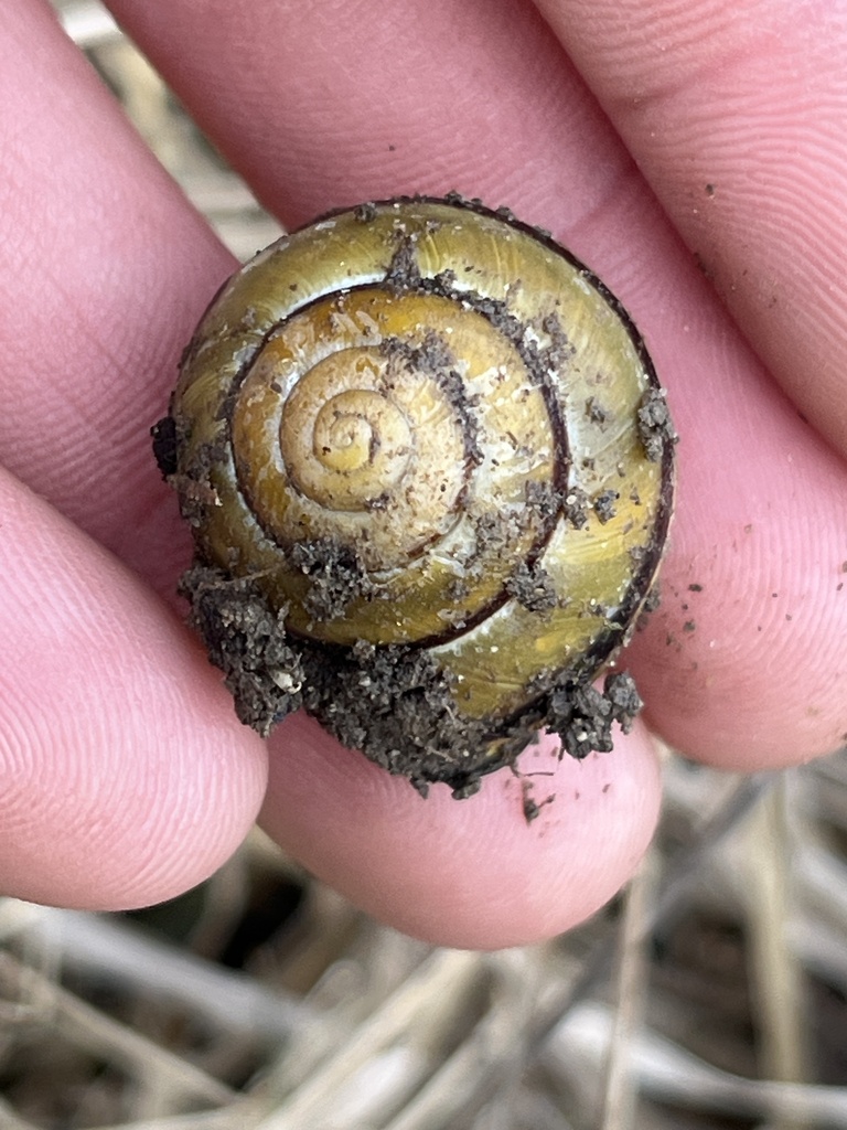 Brown-lipped Snail from Snohomish, WA, US on February 20, 2025 at 10:39 ...