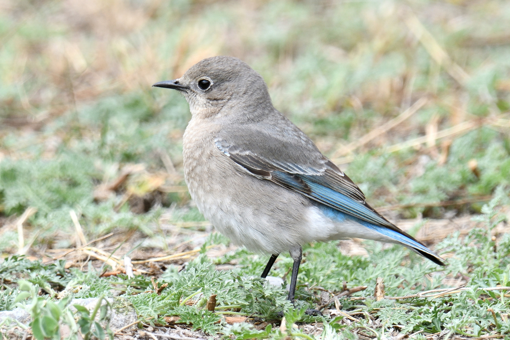 Mountain Bluebird from Bustamante, N.L., México on February 20, 2025 at ...