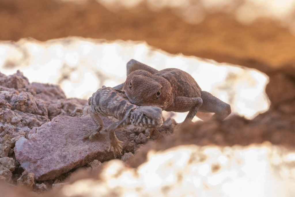 Ornate Mastigure from Dahab, South Sinai Governorate, Egypt on February ...