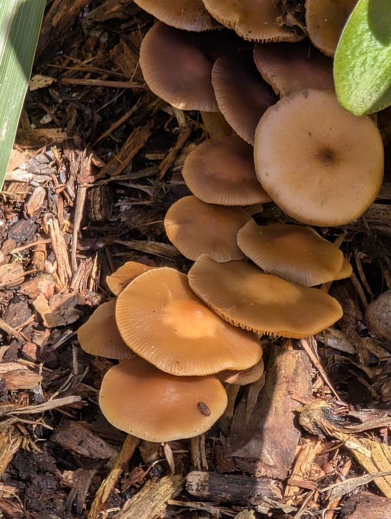 Psychedelic Ovoid Mushroom from Balboa Park, San Diego, CA, USA on ...