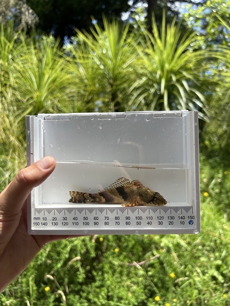 Torrentfish from North Island / Te Ika-a-Māui, Clevedon, Auckland, NZ ...