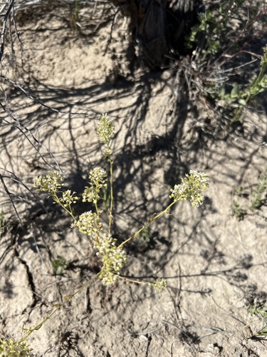 Pueblo Valley Peppercress (Variety Lepidium montanum nevadense ...