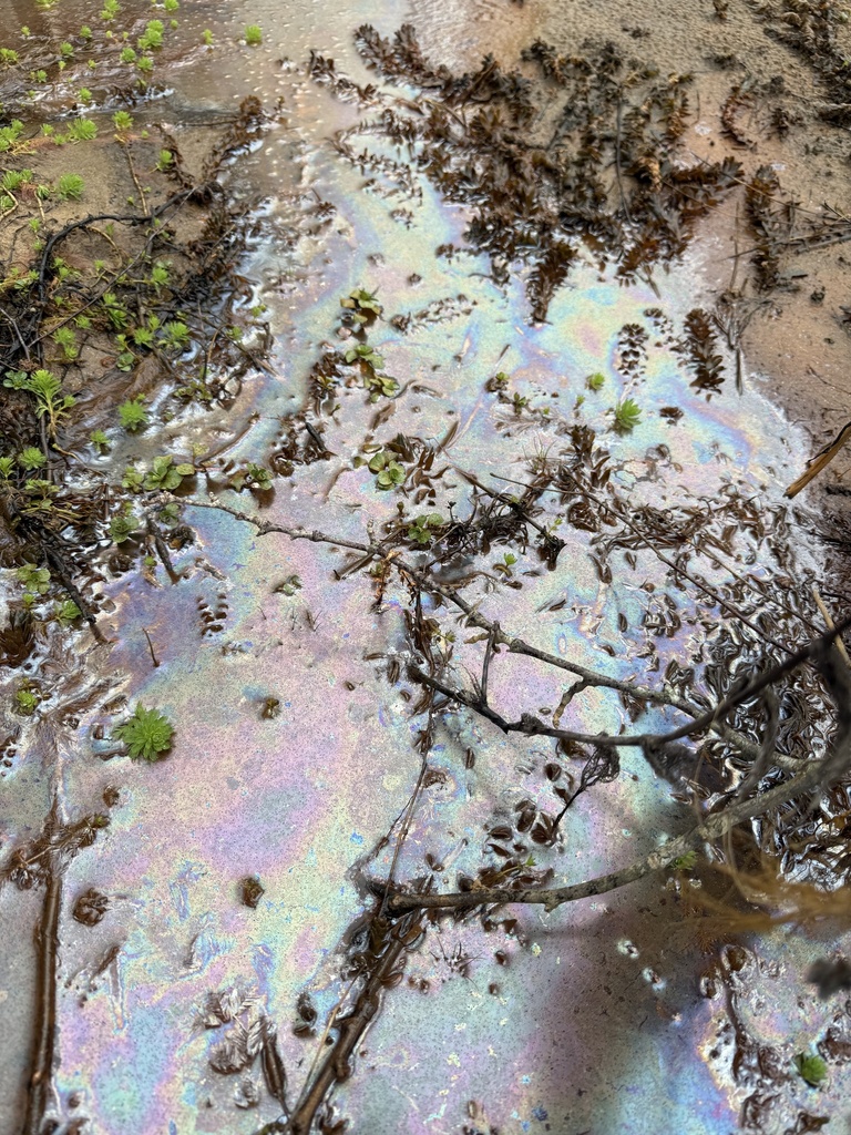 Leptothrix discophora from Saluda River, Columbia, SC, US on February ...