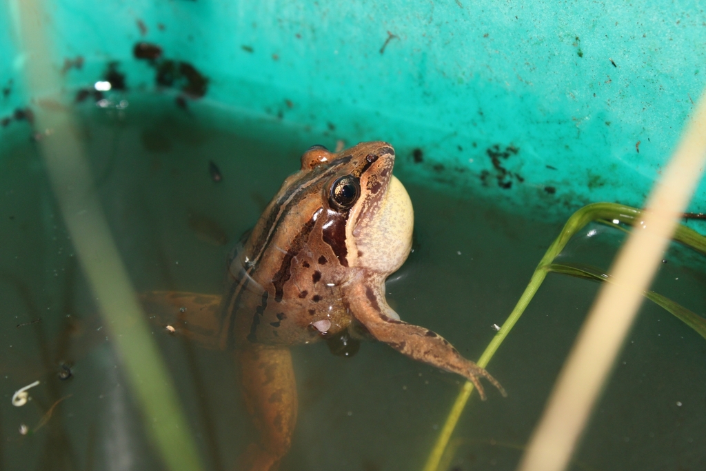 Striped Marsh Frog from East Deep Creek QLD 4570, Australia on February ...