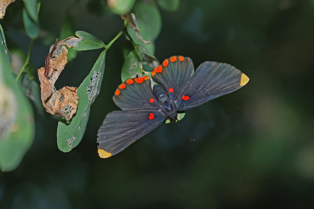 Red-bordered Pixie from McAllen, TX, USA on October 24, 2024 at 07:46 ...