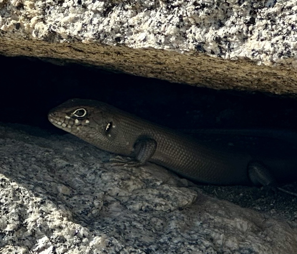 Eastern Ranges Rock Skink from Moonbi Lookout Rd, Moonbi, NSW, AU on ...