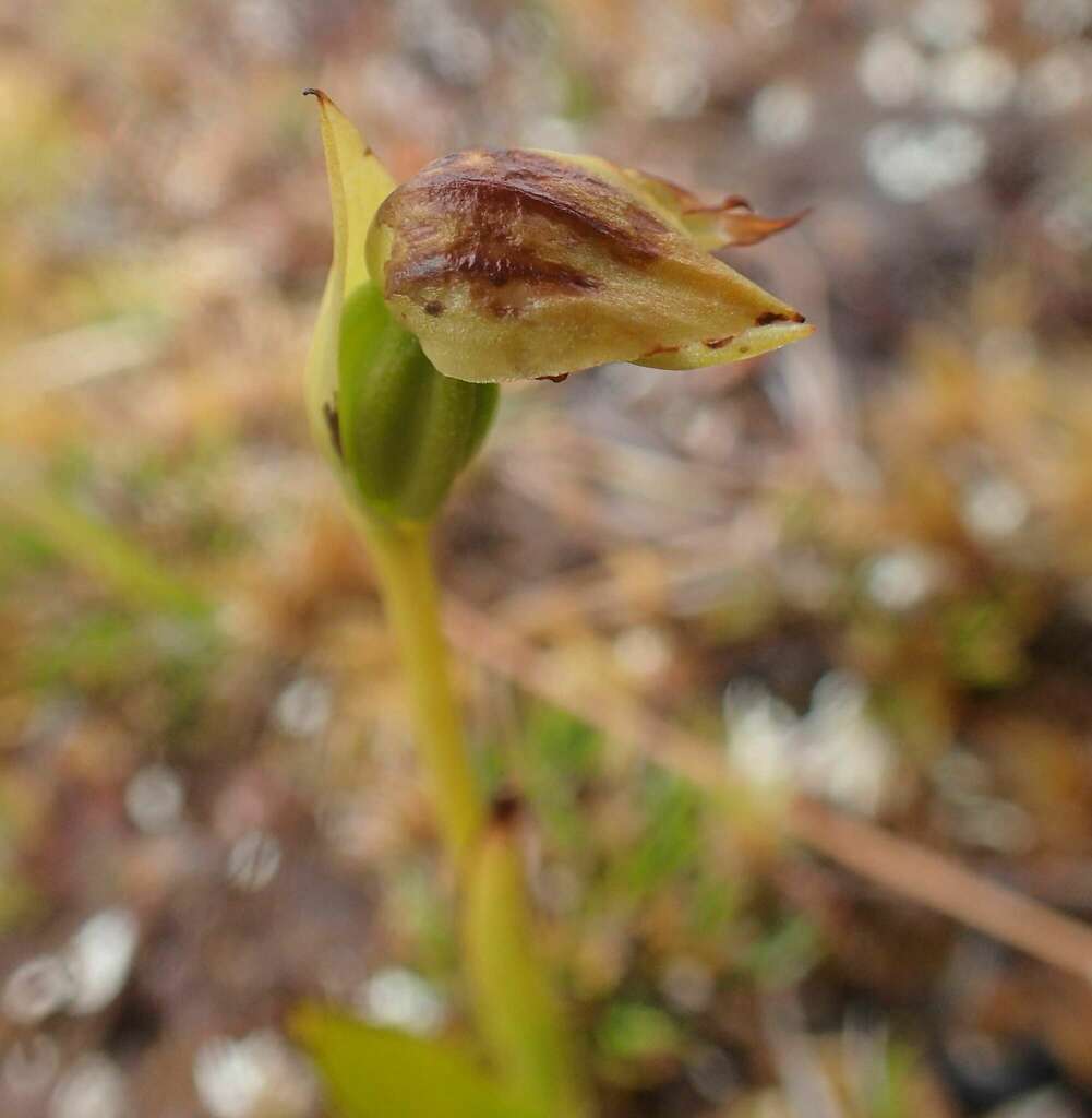 Horizontal Orchid from Stewart Island / Rakiura 9818, New Zealand on ...