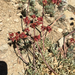 Frosted Buckwheat (Eriogonum incanum) · iNaturalist