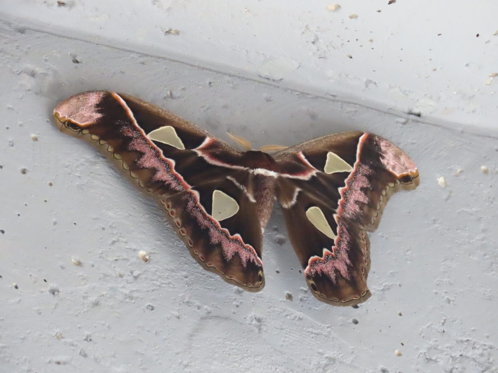 Lebeau's Silk Moth from Caramanta, Antioquia, Colombia on February 20 ...