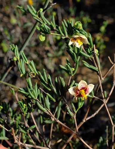 Spiny Twinleaf (Roepera spinosa) · iNaturalist