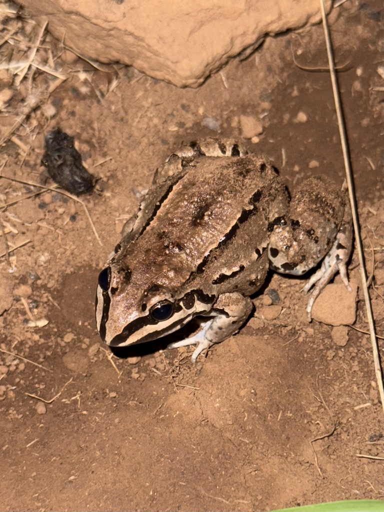 Mustached Frog from Paysandú, Paysandú, UY on February 20, 2025 at 08: ...