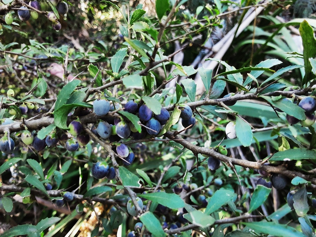 tree violet from Marrangaroo National Park, Bowenfels NSW 2790 ...