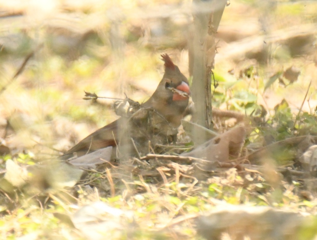 Northern Cardinal from Higueras, N.L., México on February 1, 2025 at 01 ...