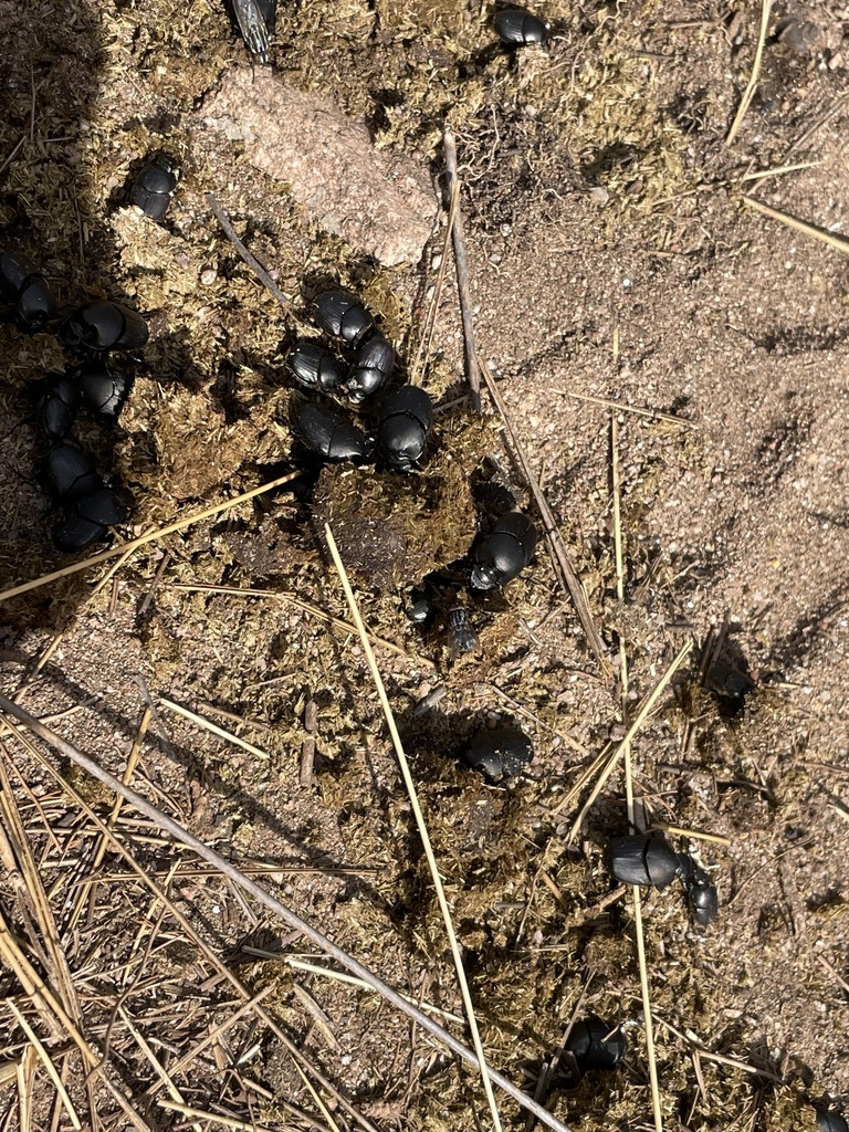 Dung Beetles from Marshall Beach Conservation Area, Emita, TAS, AU on ...