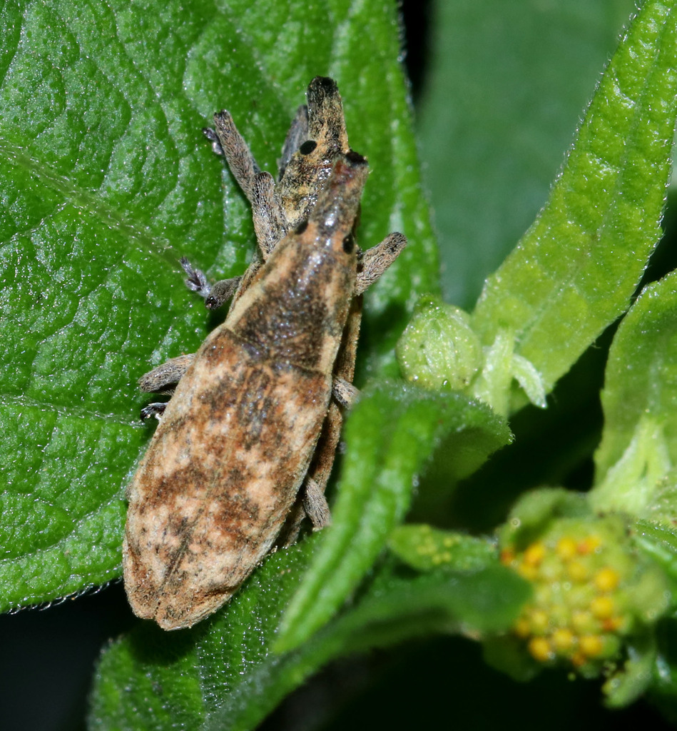 Gasteroclisus immundus in February 2025 by Julie Newton · iNaturalist