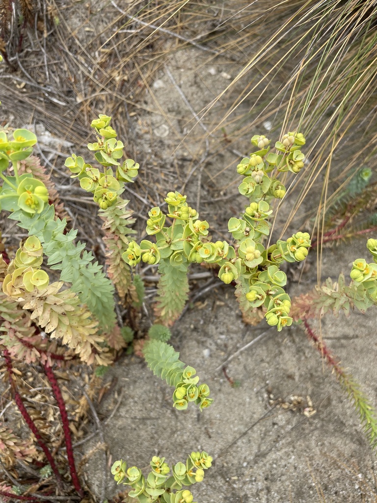 Sea Spurge from North East River Game Reserve, Palana, TAS, AU on ...