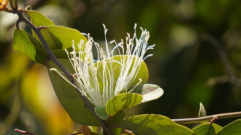 bay-leaved caper from Mazatlán, Sin., México on February 16, 2025 at 08 ...
