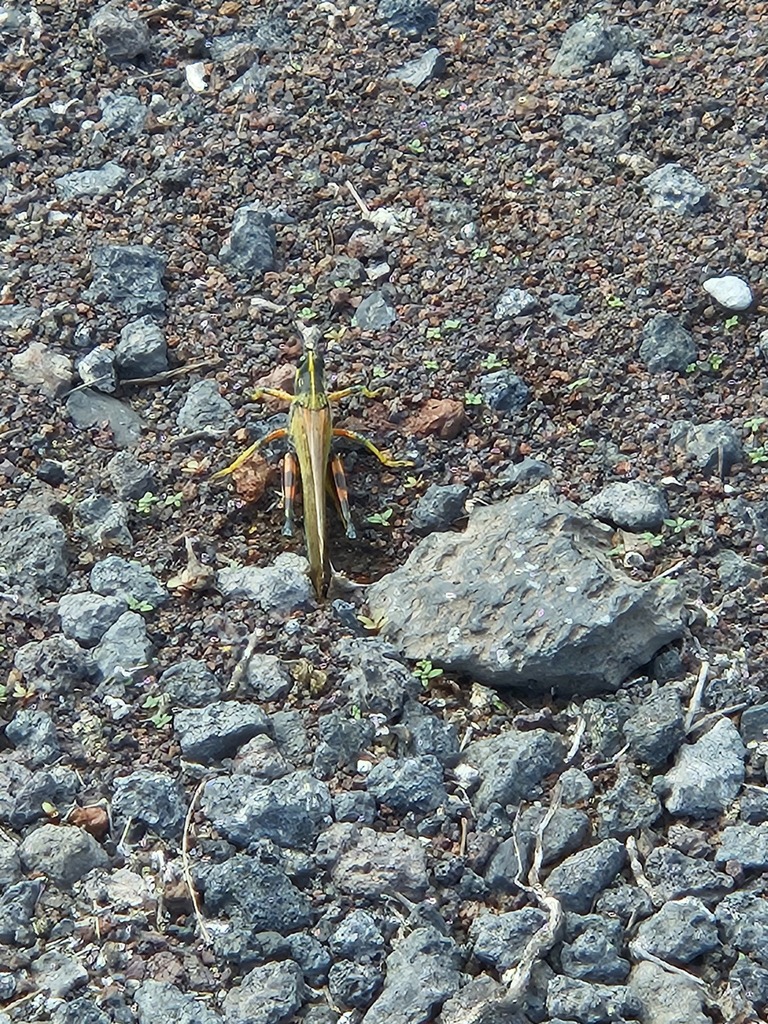 Large Painted Locust from Puerto Villamil, Ecuador on February 20, 2025 ...
