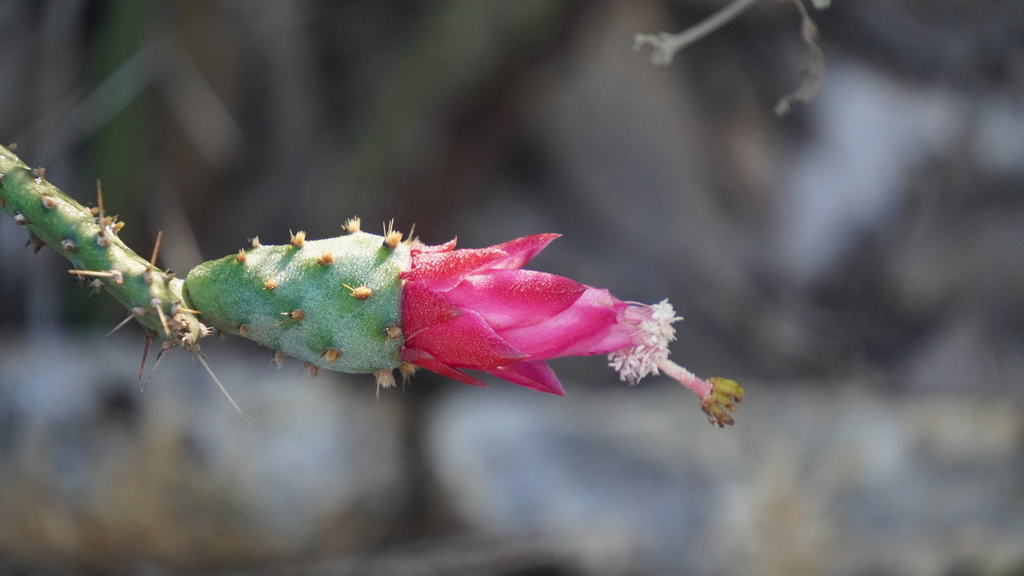 Opuntia karwinskiana from Mazatlán, Sin., México on February 16, 2025 ...