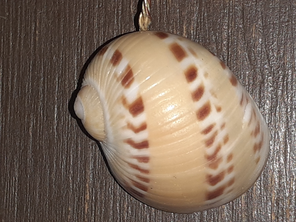 Natica broderipiana from México on February 20, 2025 at 09:31 PM by Martinez-Perez, C. Saúl ...