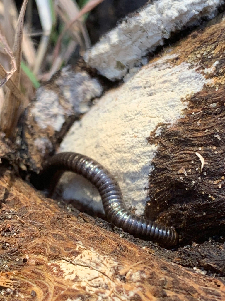 Portuguese Millipede from Lord Somers Rd, Somers, VIC, AU on February ...