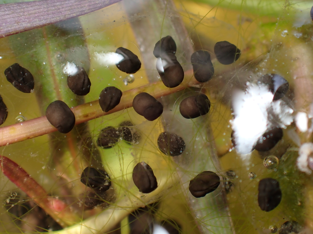 Asian Common Toad from Tai Mo Shan, Hong Kong on February 20, 2025 at ...