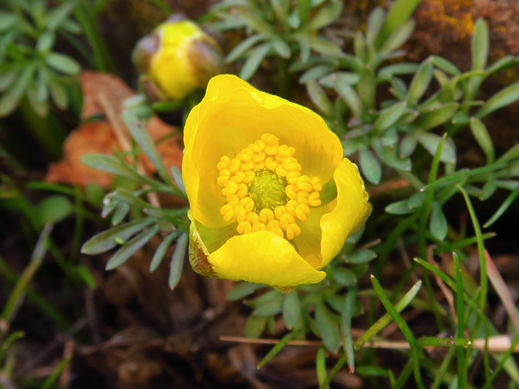 Dalles Mountain Buttercup in February 2025 by Adam Schneider · iNaturalist