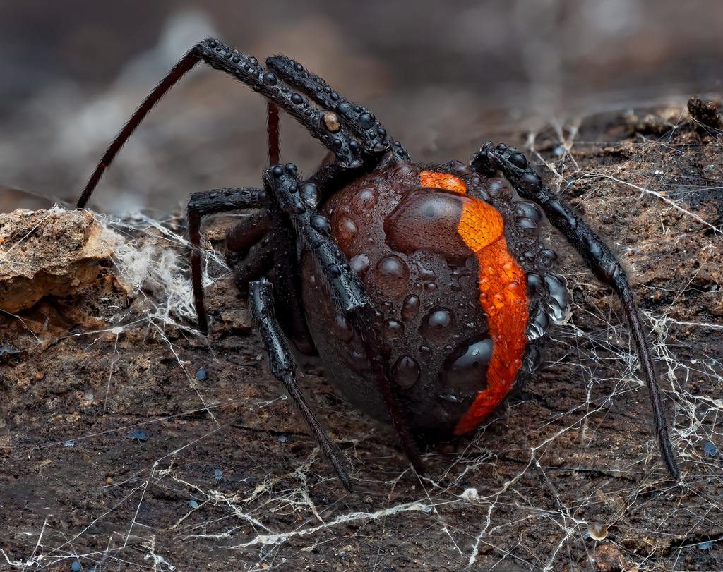 Redback Spider from Wodonga VIC, Australia on June 14, 2024 at 12:17 PM ...