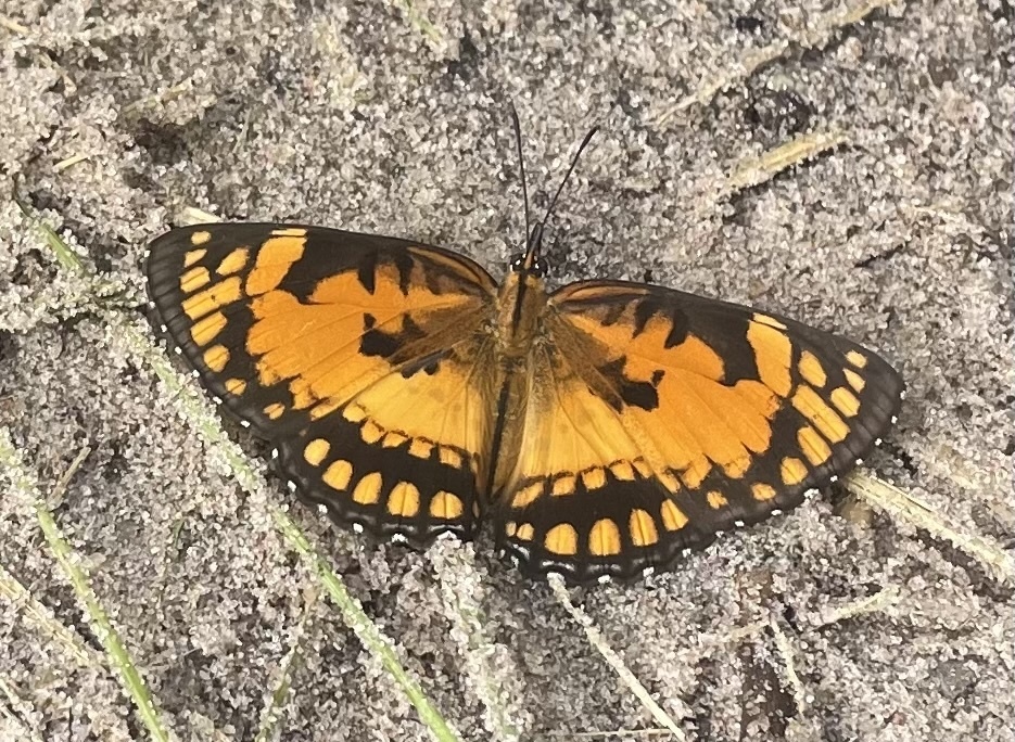 African Joker from North West, BW on February 21, 2025 at 08:23 AM by ...