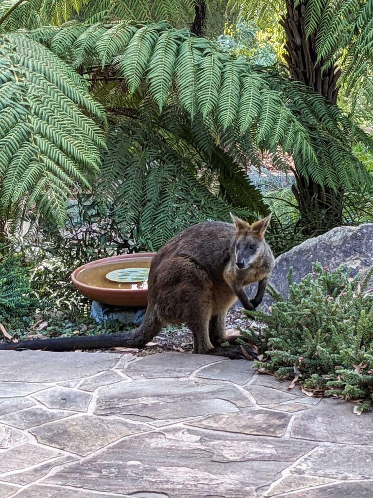 Swamp Wallaby from Melbourne VIC, Australia on February 21, 2025 at 05: ...