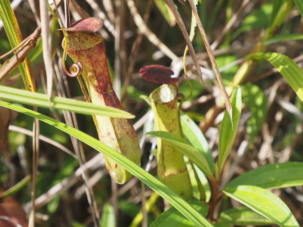 Slender Pitcher-Plant from Kota Kinabalu, Sabah, Malaysia on February ...